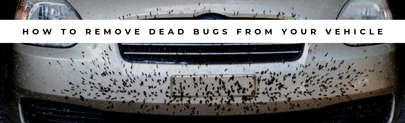 Removing Dead Bugs From Your Vehicle | Universal Collision Centre
